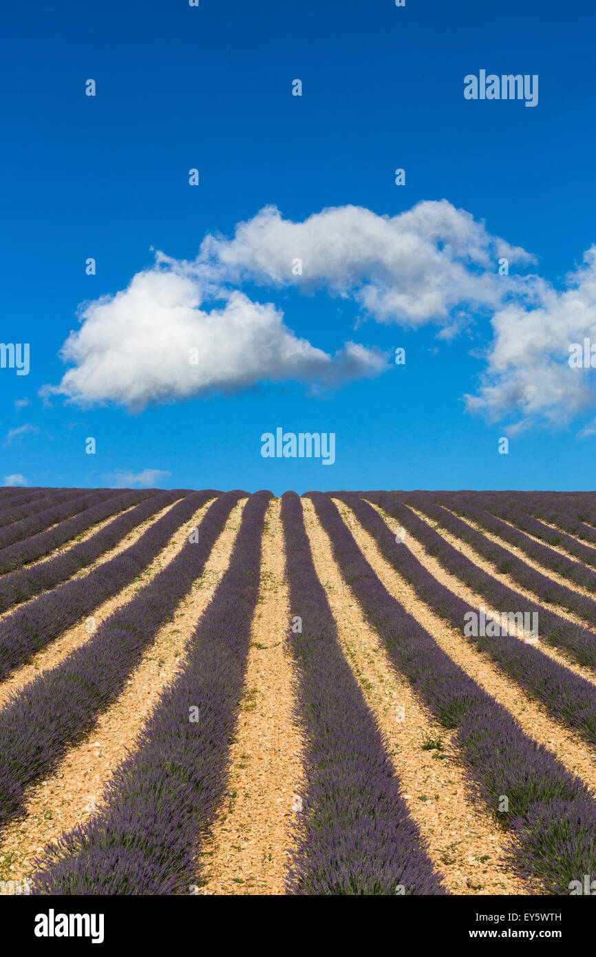 Lavender fields on Plateau de Sault - Vaucluse - France Stock Photo - Alamy