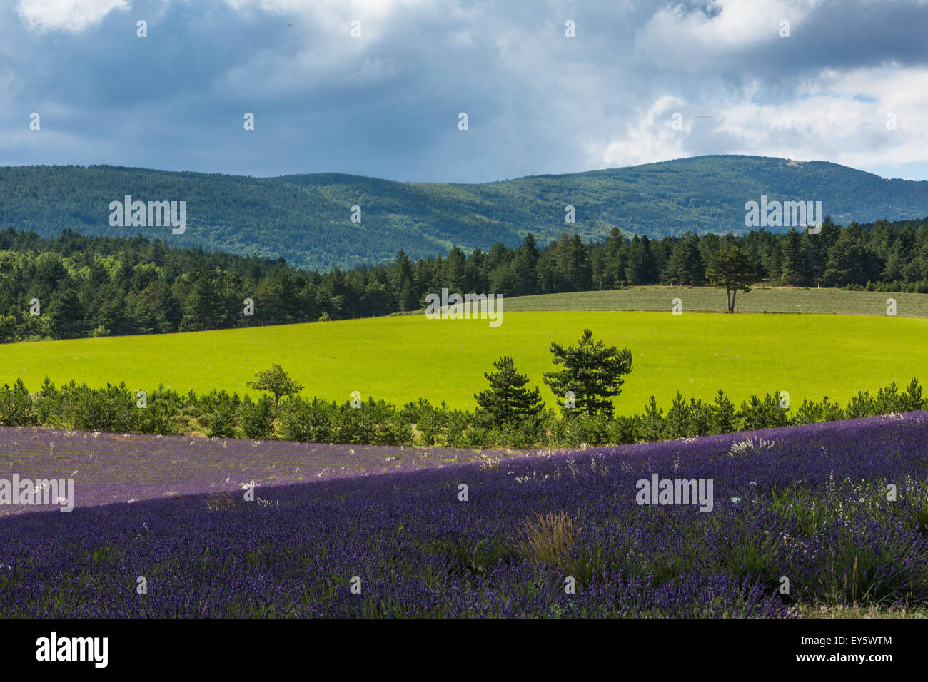 Lavender fields on Plateau de Sault - Vaucluse - France Stock Photo - Alamy