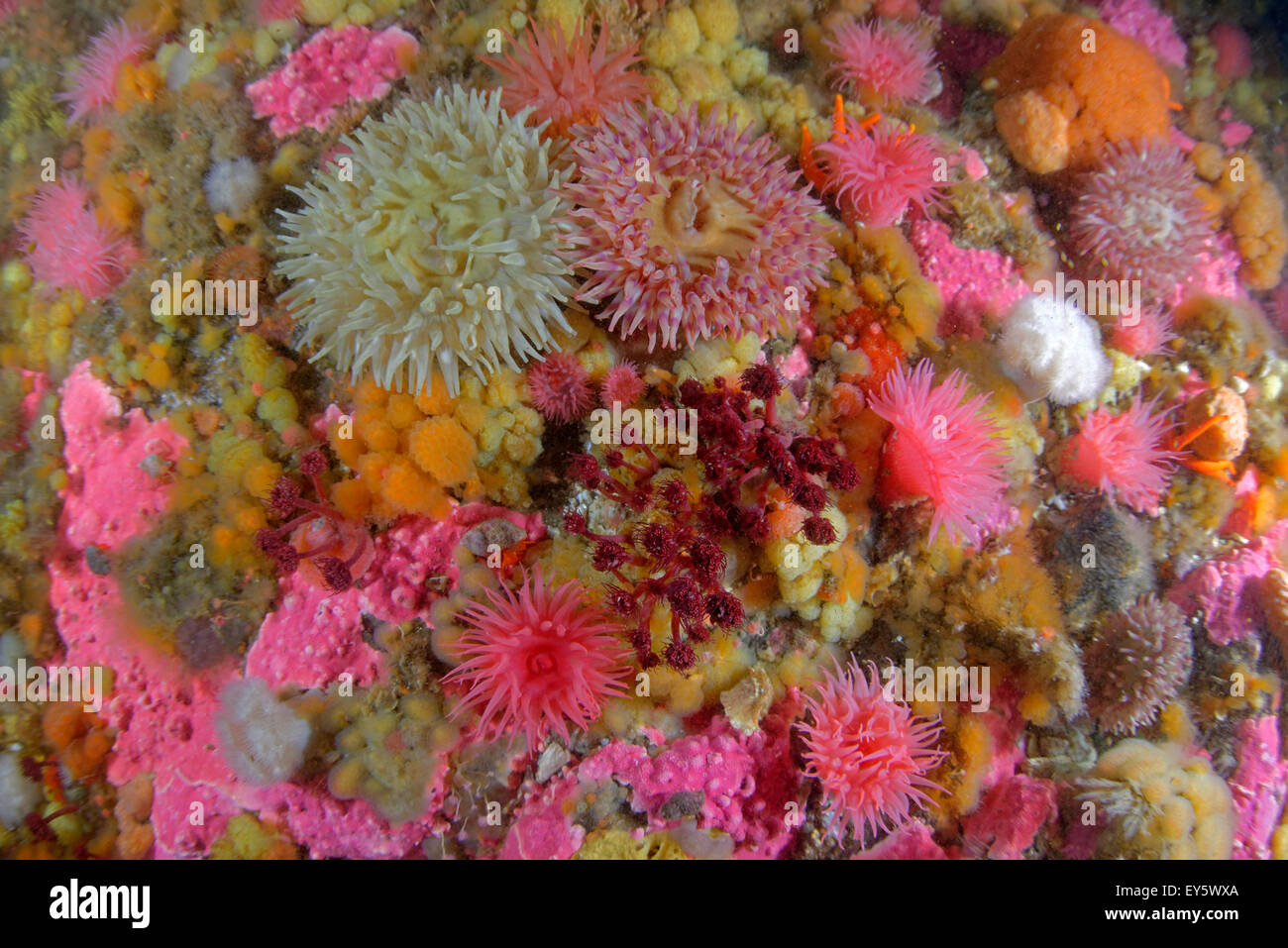 Sea anemones and Sponges on the reef - Alaska Pacific Ocean Stock Photo ...