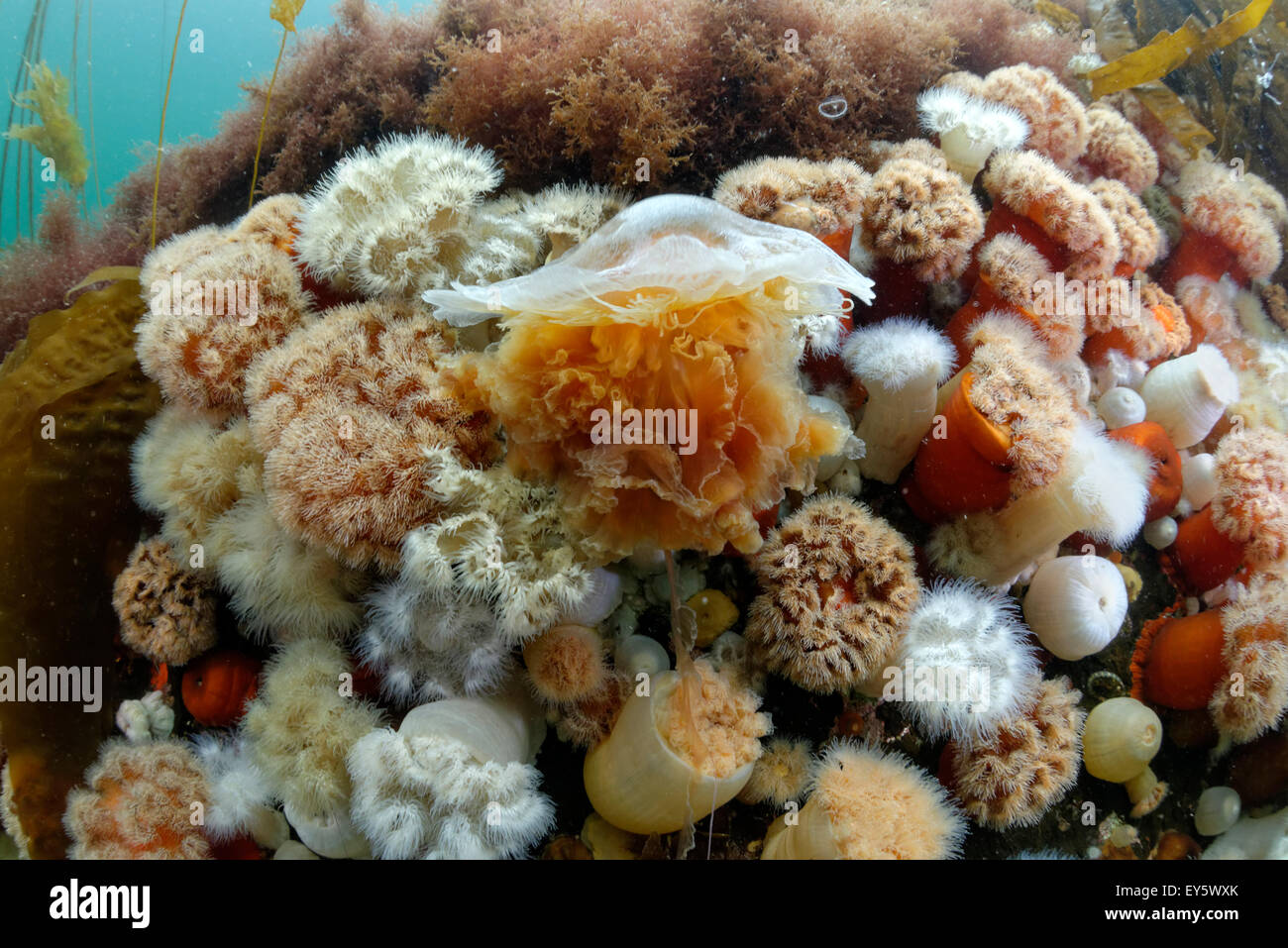 Lion's mane jellyfish and Plumose Anemones - Alaska Stock Photo - Alamy