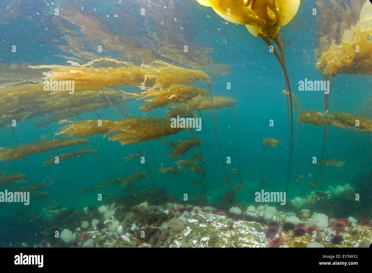 Bull kelp forest - Alaska Pacifi Ocean Stock Photo - Alamy