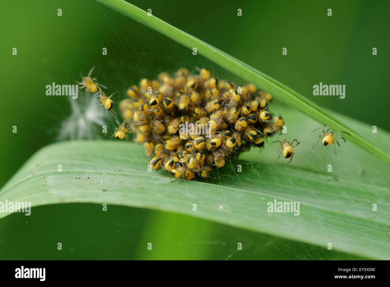Spiders young after hatching - Prairie Fouzon France Stock Photo - Alamy