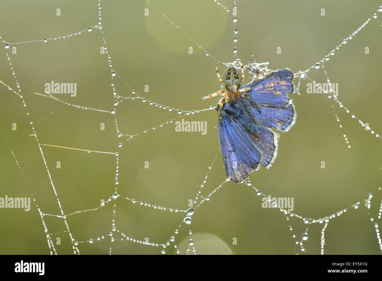 Catching butterfly hi-res stock photography and images - Alamy