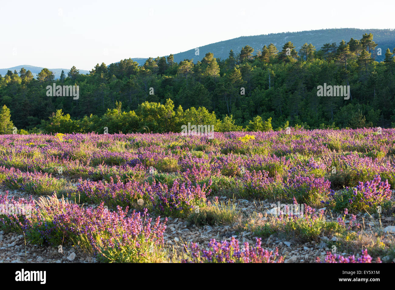 Sage field on Plateau de Sault - Vaucluse - France Stock Photo - Alamy