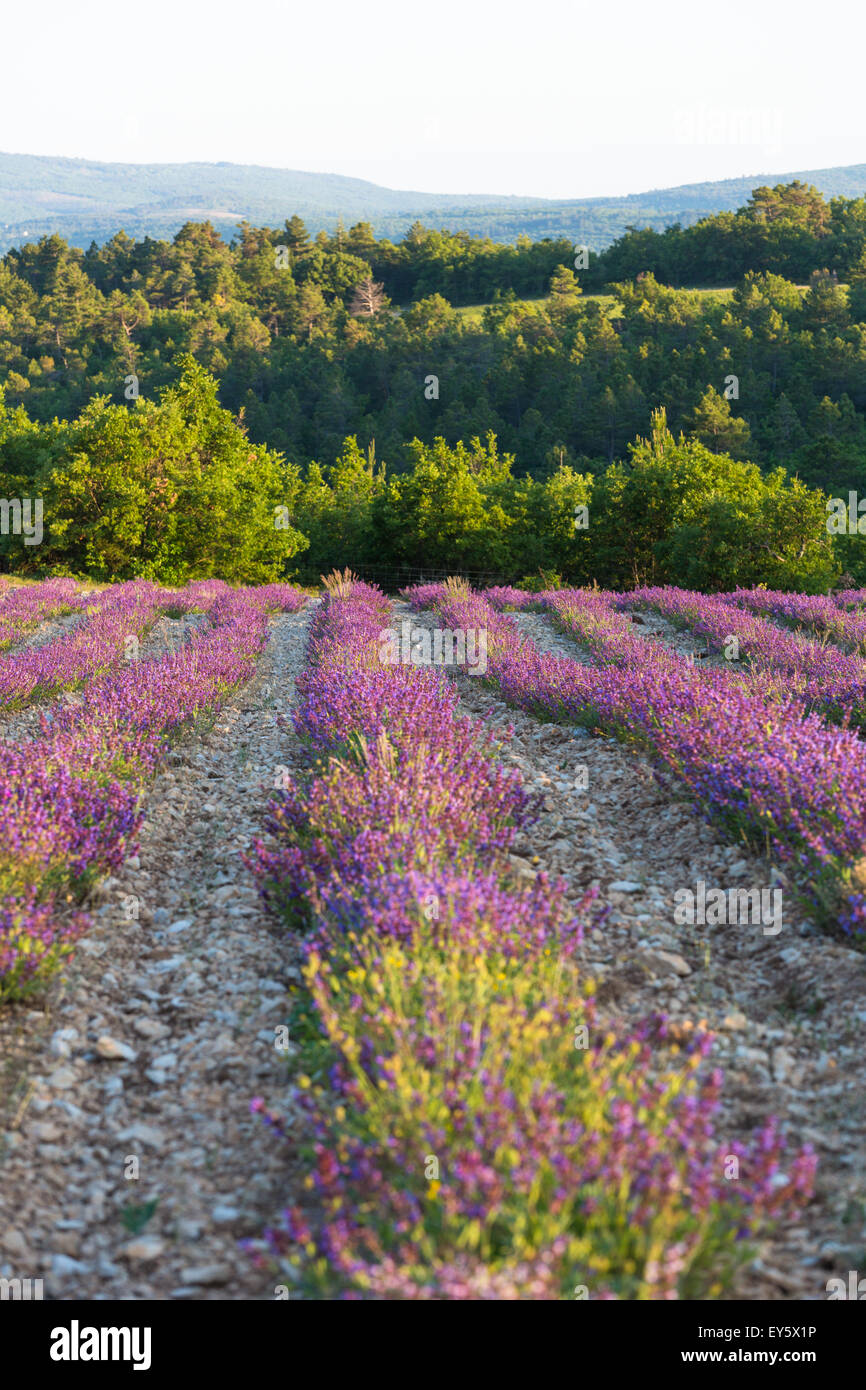 Sage field on Plateau de Sault - Vaucluse - France Stock Photo - Alamy
