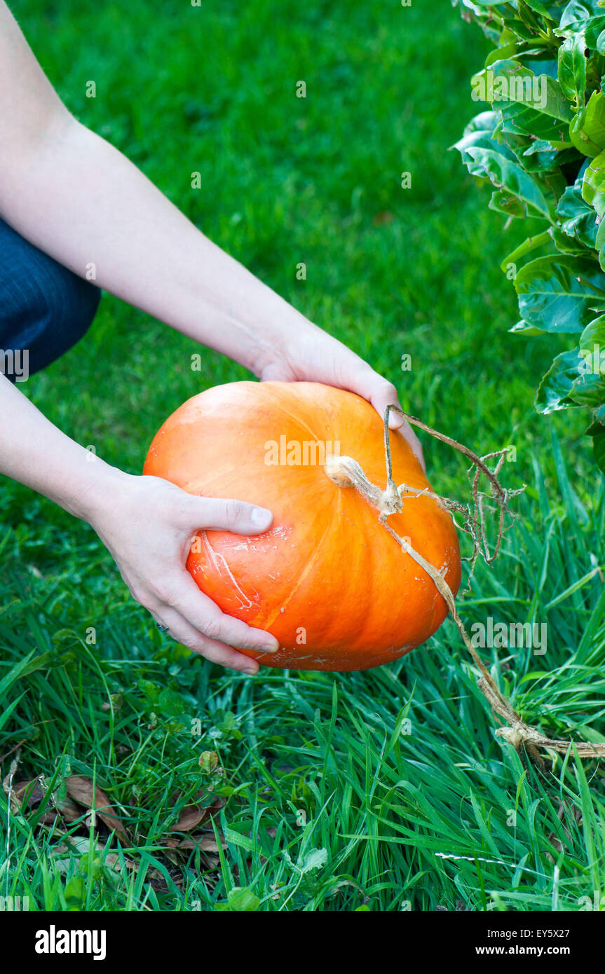 Harvest of potiron squash in a kitchen garden Stock Photo - Alamy
