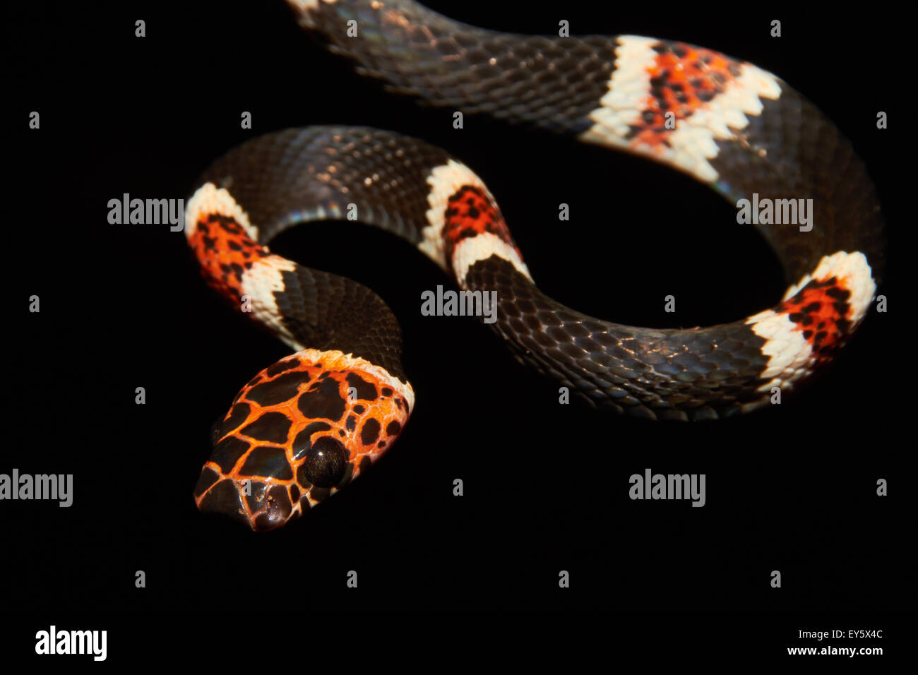 False coral snake - Savannah Virginia French Guiana Stock Photo - Alamy