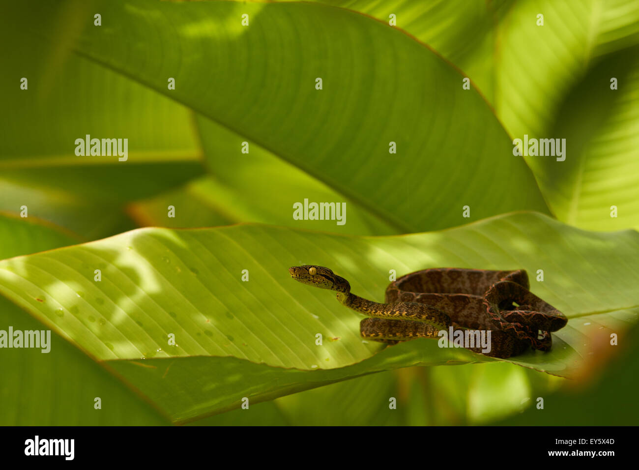 Amazona Tree Boa on Banana Leaf - French Guiana Stock Photo - Alamy