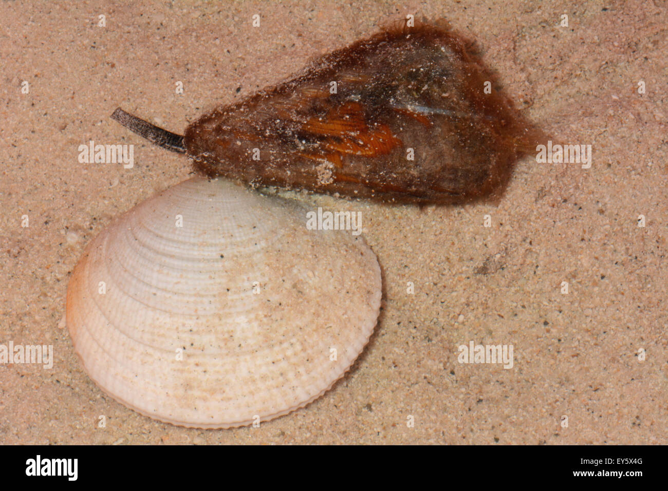 Oak Cone and Clam on sand - New Caledonia Stock Photo - Alamy