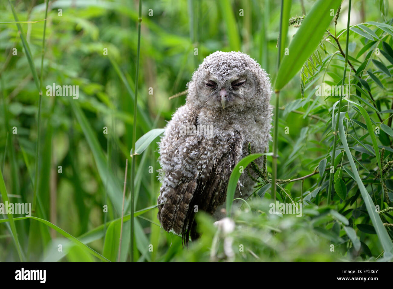 Young Tawny Owl in a reed bed - Danube Delta Romania young have left ...