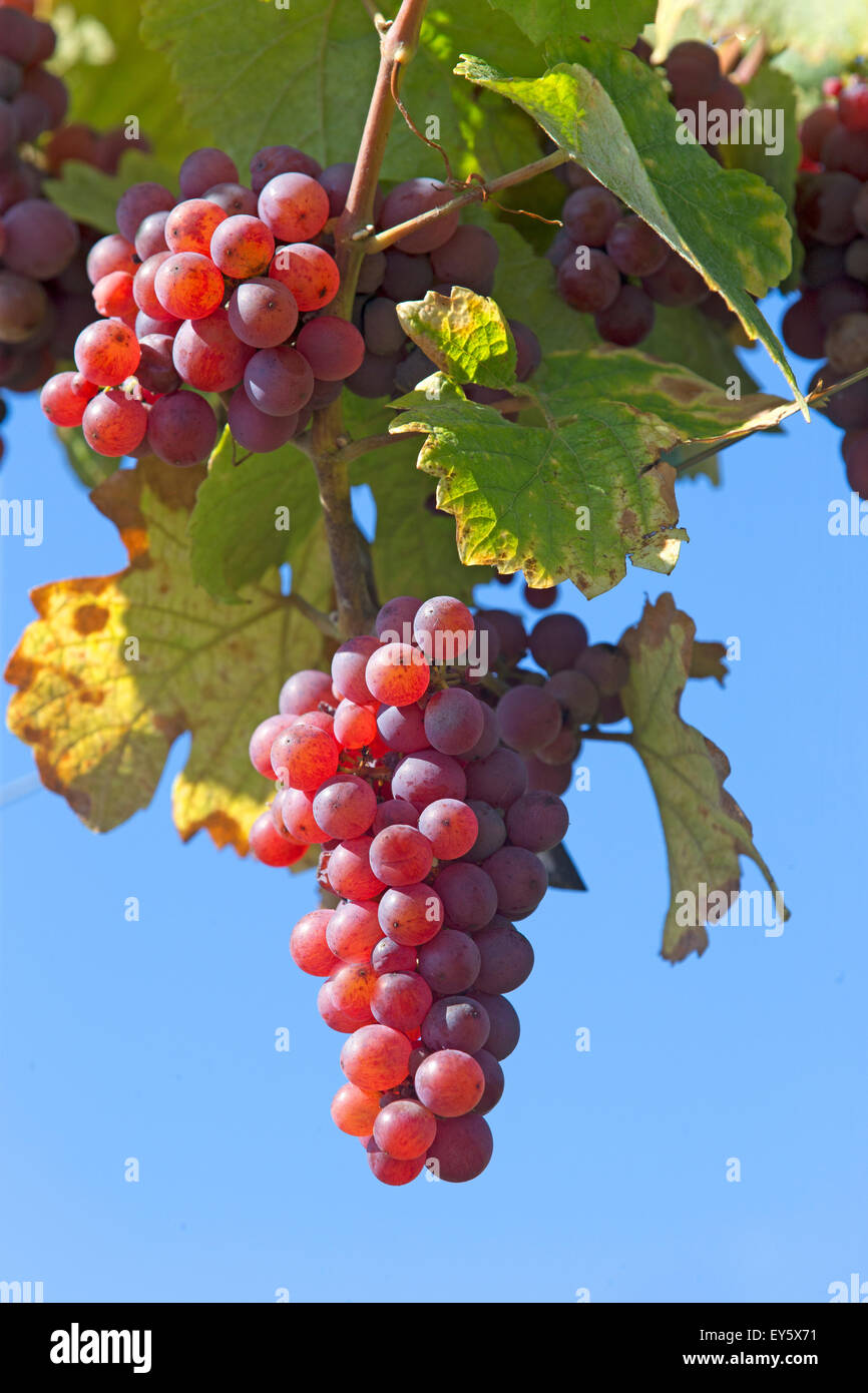 Bunch of Grapes Gewurztraminer- Alsace France Wine Road Stock Photo - Alamy
