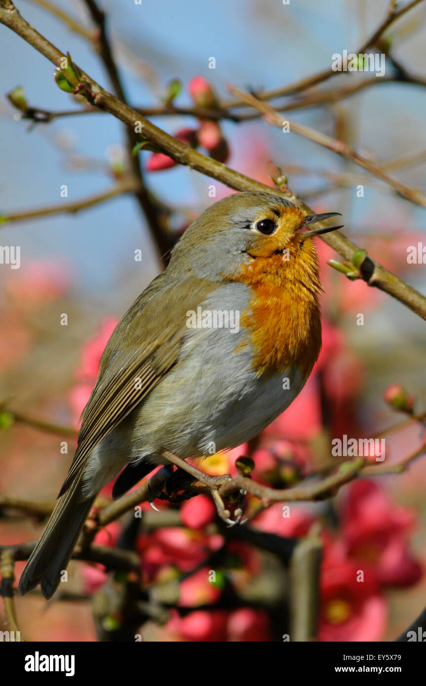 European Robin on a branch of Japanese quince - France Stock Photo - Alamy