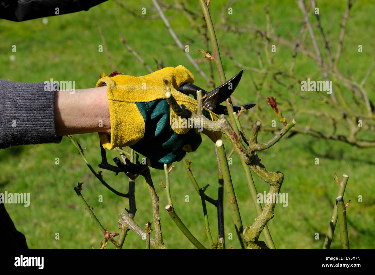 Pruning of a Rose bush in early spring - France Stock Photo - Alamy
