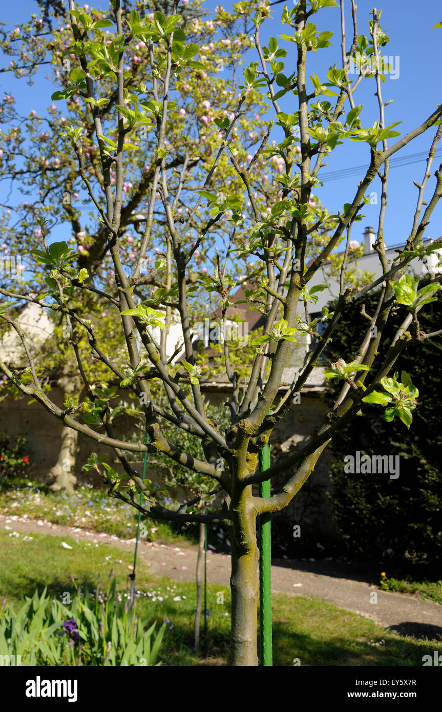 Apple tree in a garden at spring - France Stock Photo - Alamy