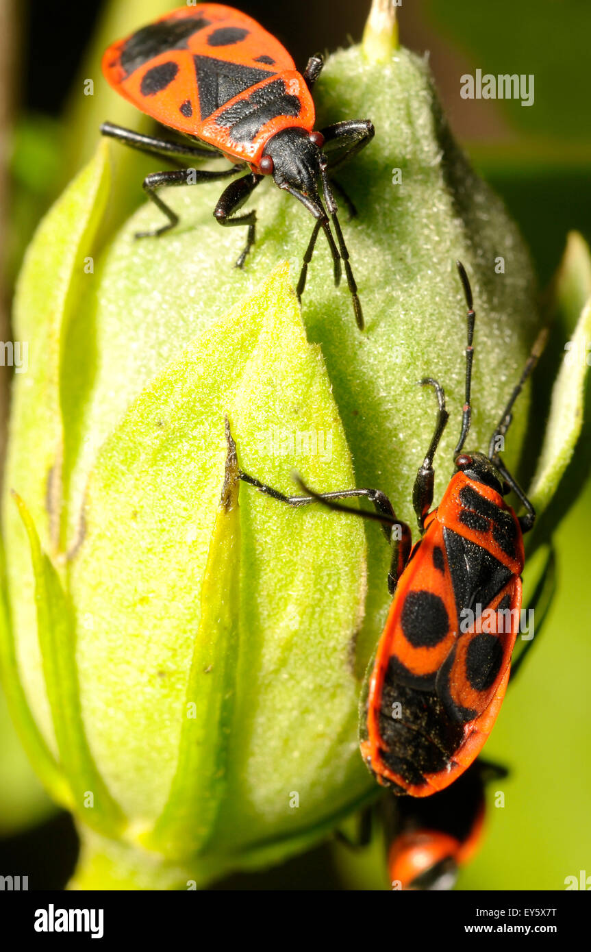 Fire rose hi-res stock photography and images - Alamy