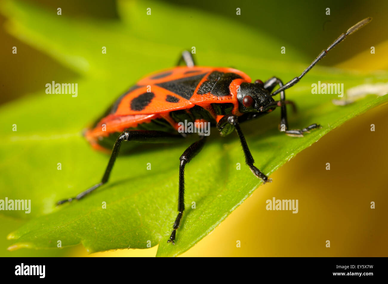 Fire Bug on a Rose of Sharon leaf - France Stock Photo - Alamy