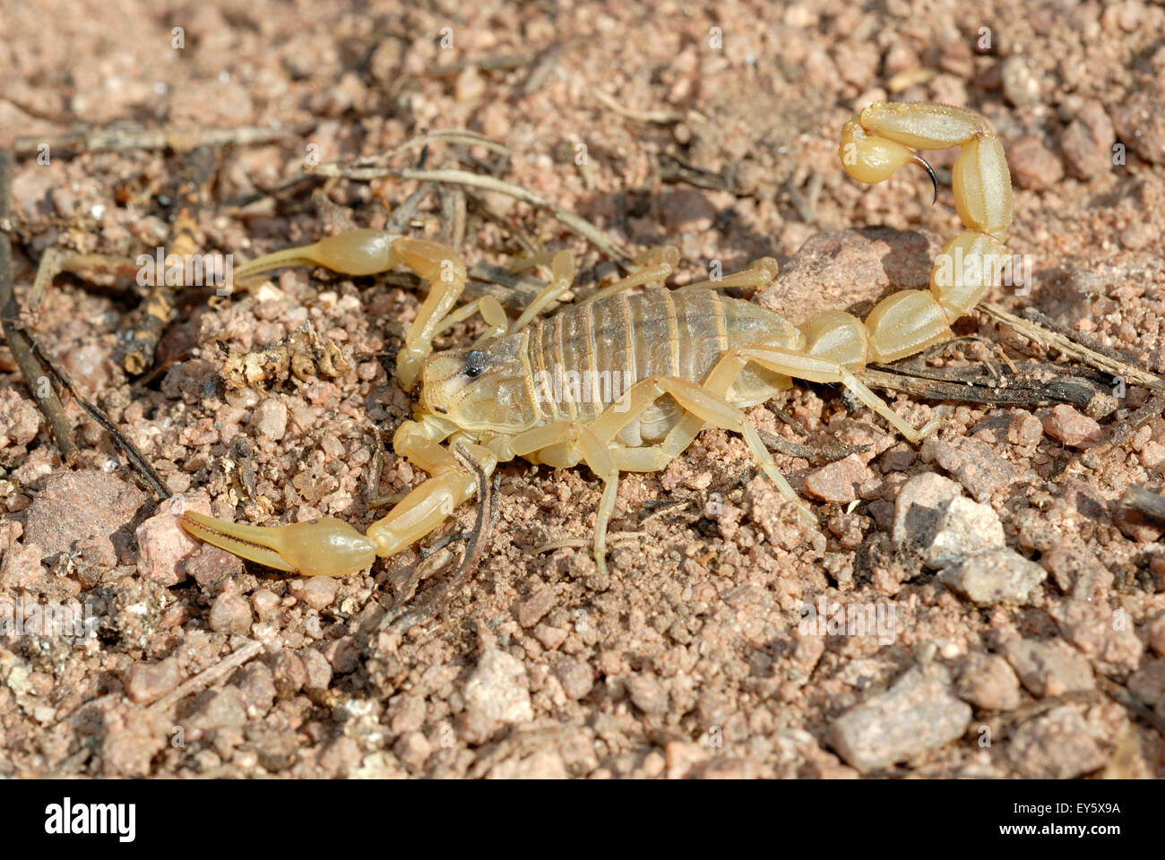 Yellow Scorpion on ground - Plaine des Maures France Stock Photo - Alamy