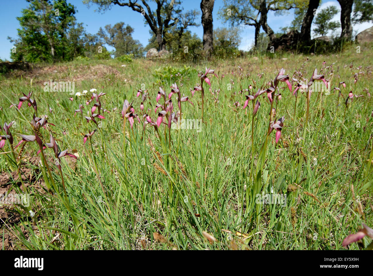Tongued Serapias flowers - Plaine des Maures France Stock Photo - Alamy