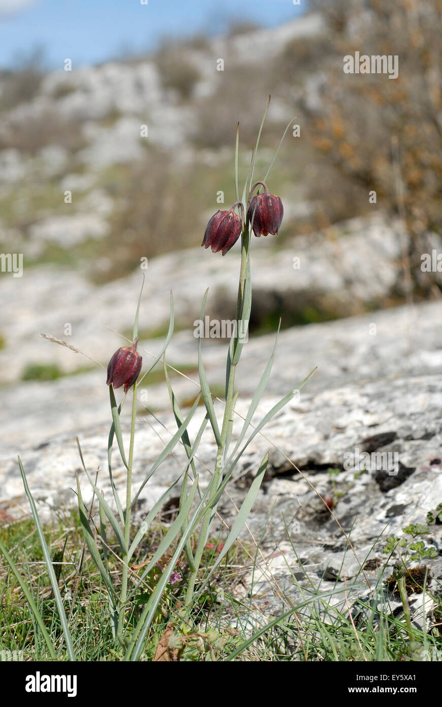 Grasse france flower hi-res stock photography and images - Alamy