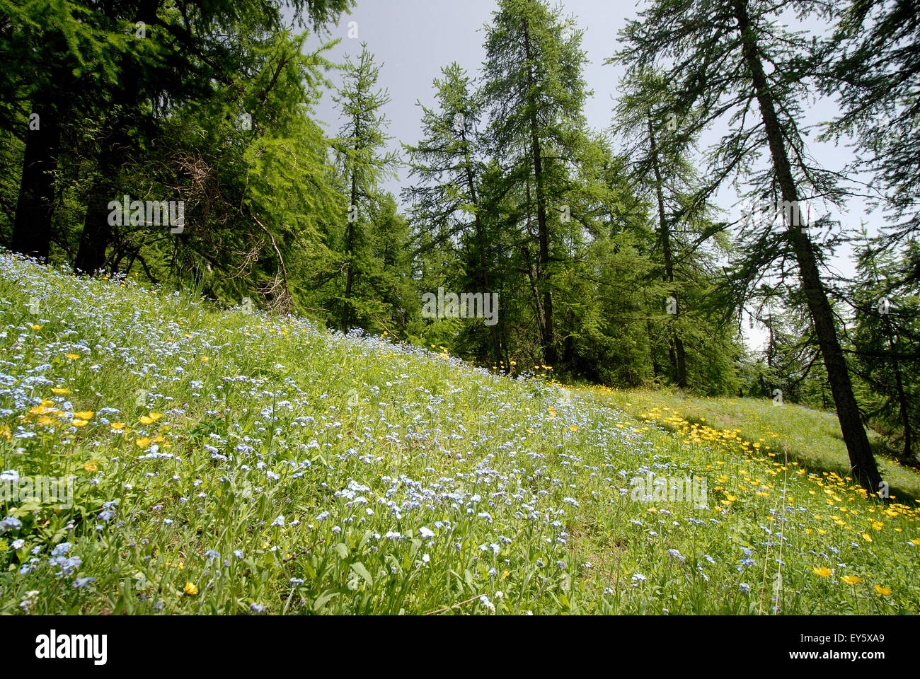 Larch forest near Lake Beuil - Mercantour France Stock Photo - Alamy