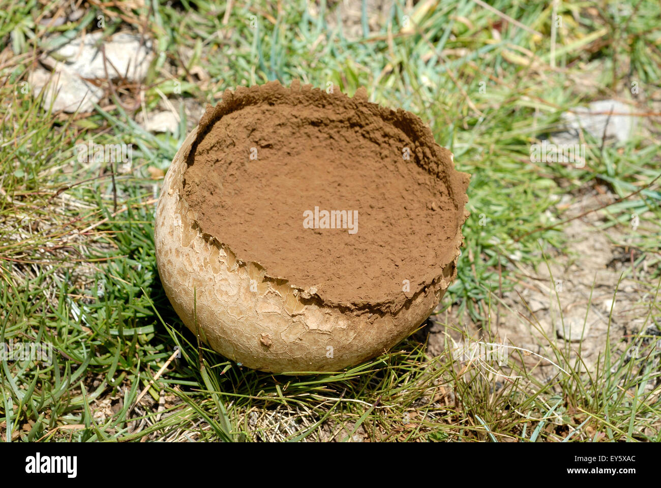 Peeling puffball - Upper Tinée Mercantour France Elderly Puff balls ...