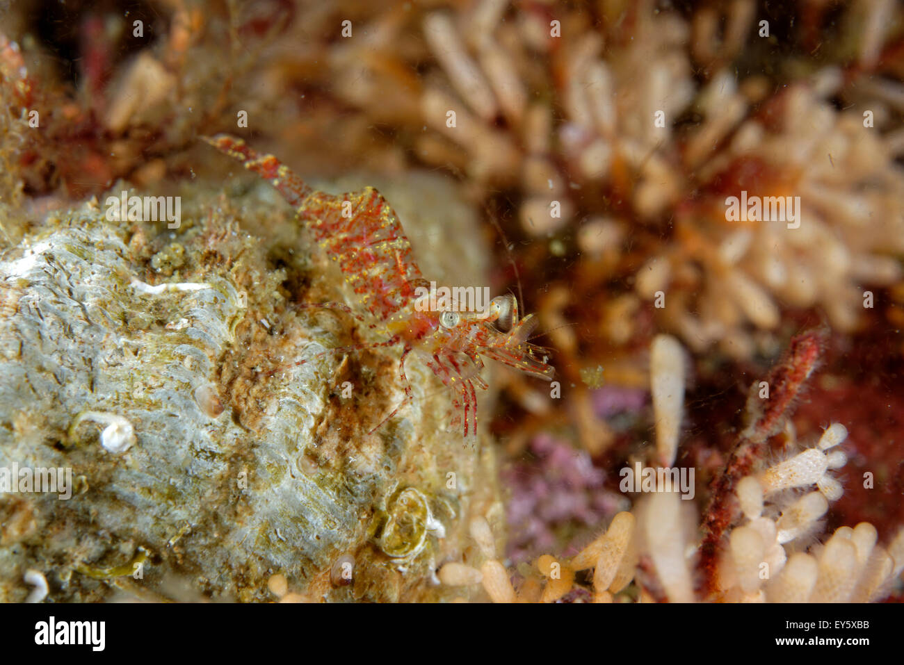 Threespine coastal shrimp on reef - Alaska Pacific Ocean Stock Photo ...