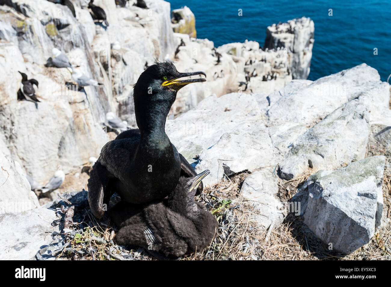European Shag on chick at nest on cliff - British Isles Stock Photo - Alamy