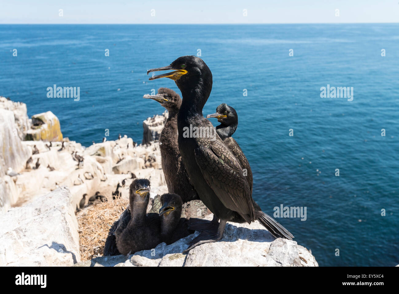 European Shag on chicks at nest on cliff - British Isles Stock Photo ...