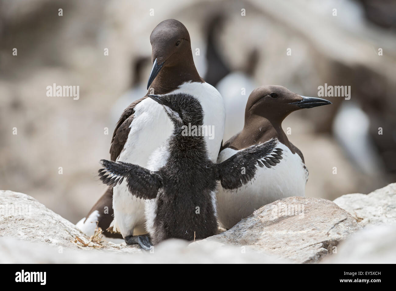 British guillemots hi-res stock photography and images - Alamy