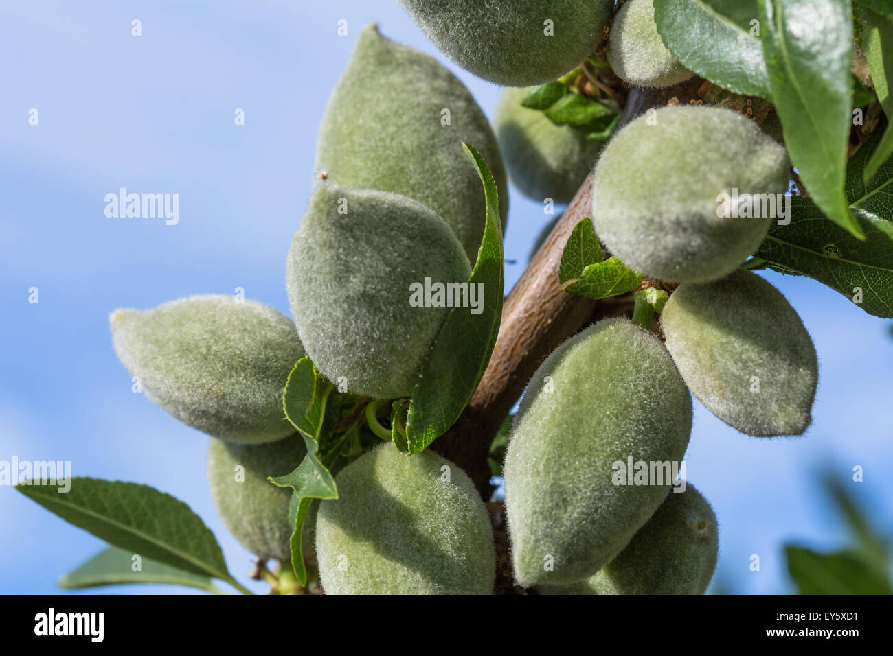 Almond tree in fruit in a garden Stock Photo - Alamy