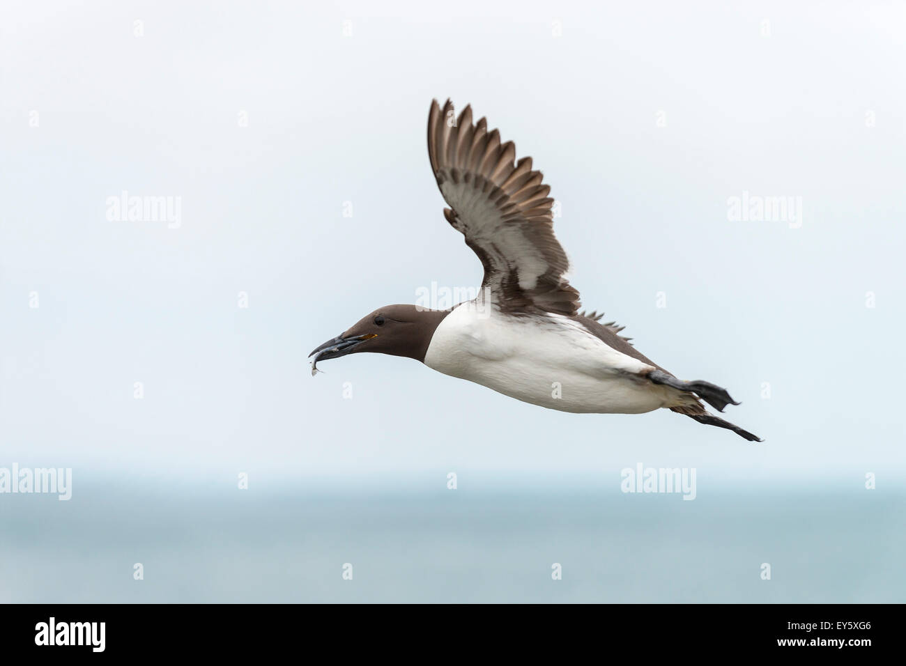 Common Guillemot in flight with prey - British Isles Stock Photo - Alamy
