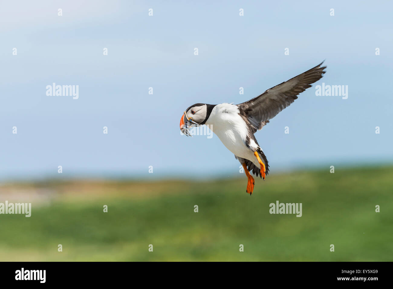Atlantic Puffin landing with prey - British Isles Stock Photo - Alamy