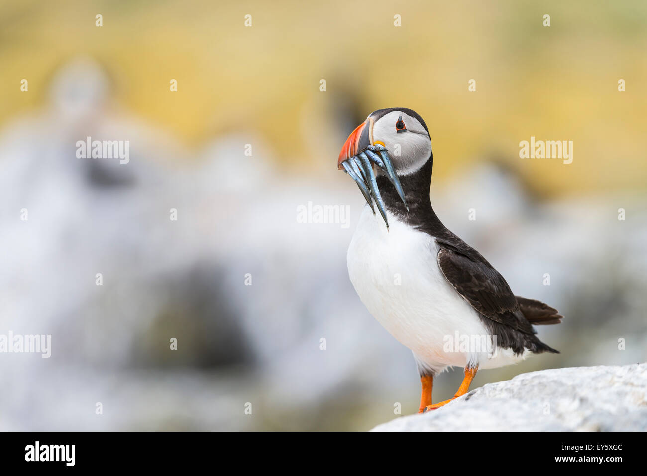Atlantic Puffin on cliff with prey - British Isles Stock Photo - Alamy