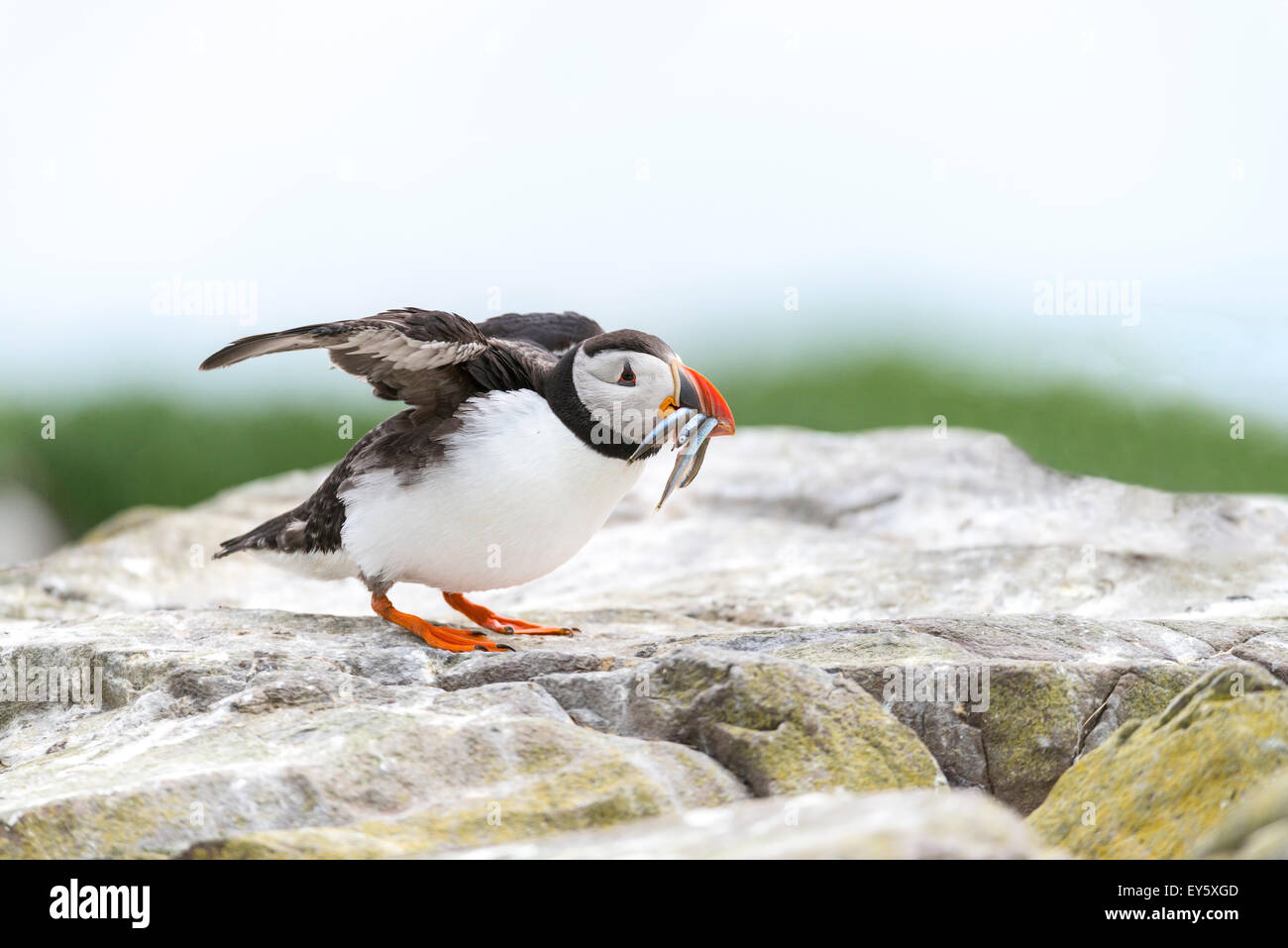 Atlantic Puffin on cliff with prey - British Isles Stock Photo - Alamy
