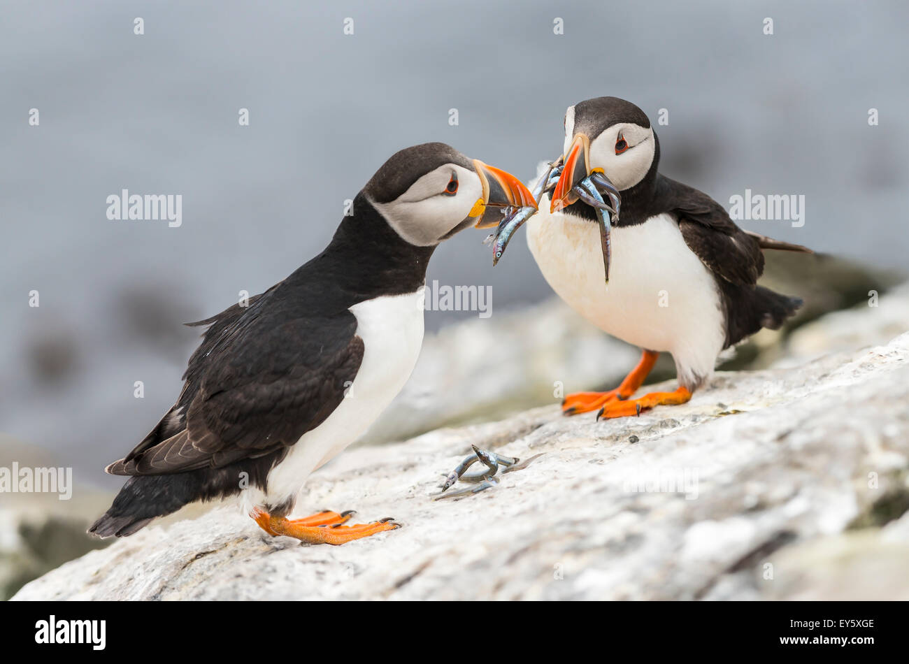 Atlantic Puffins on cliff with prey - British Isles Stock Photo - Alamy