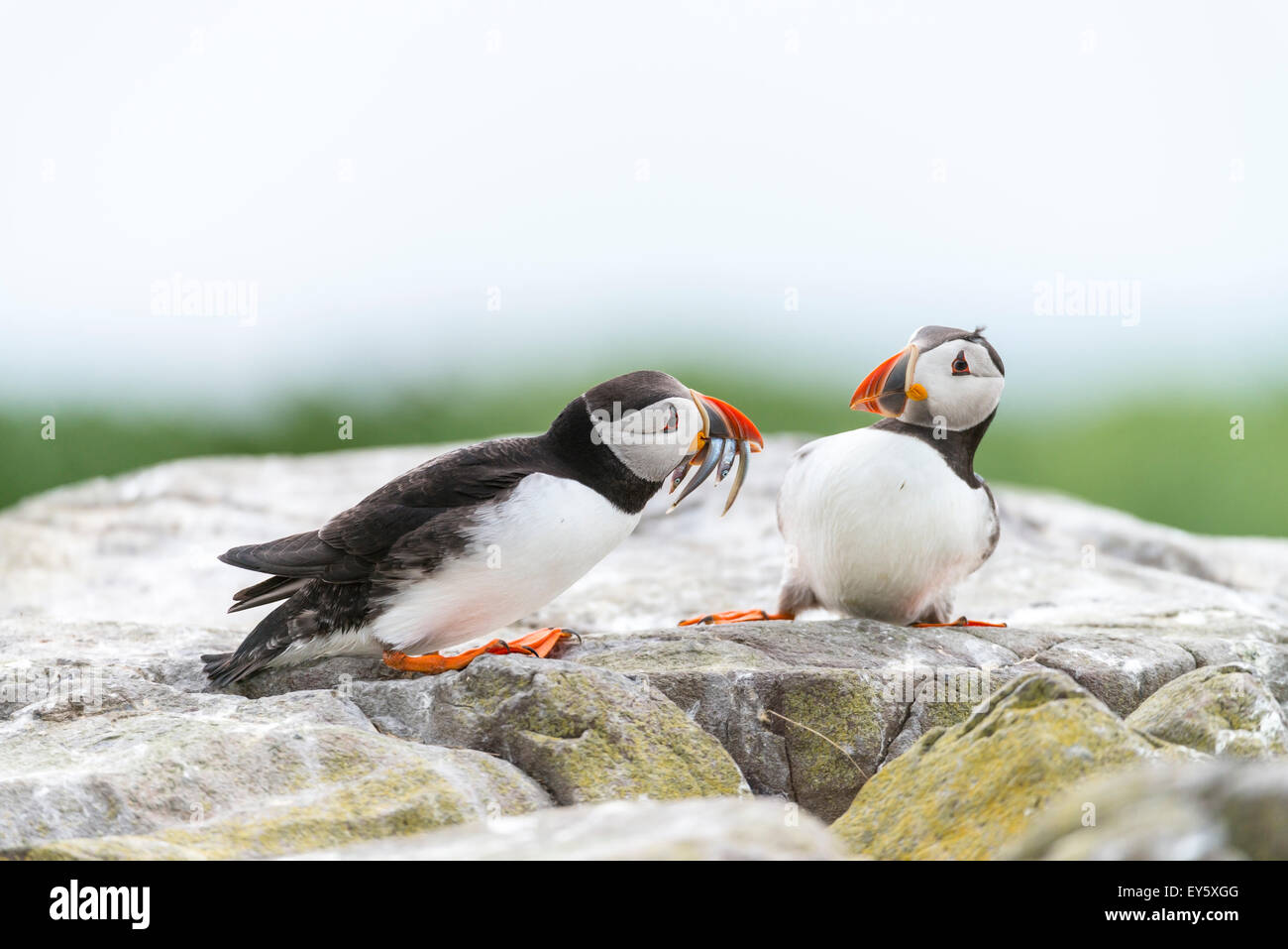 Atlantic Puffins on cliff with prey - British Isles Stock Photo - Alamy