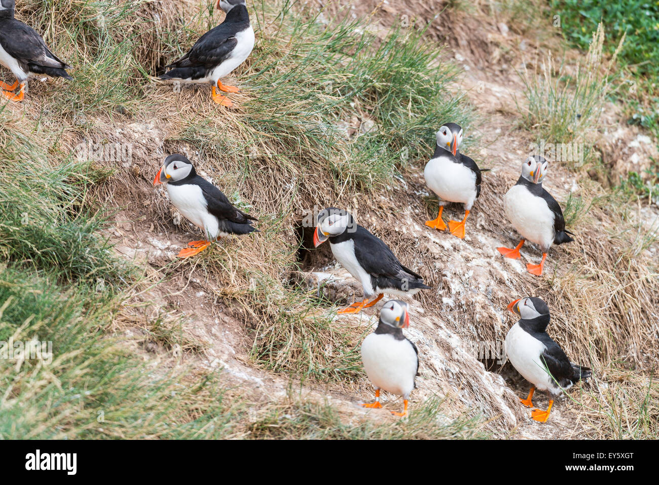 Atlantic Puffins nesting on cliff - British Isles Stock Photo - Alamy