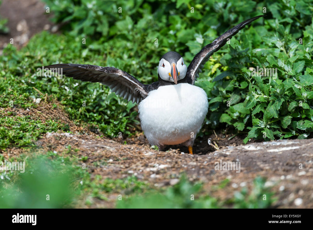 Atlantic Puffin nesting on cliff - British Isles Stock Photo - Alamy