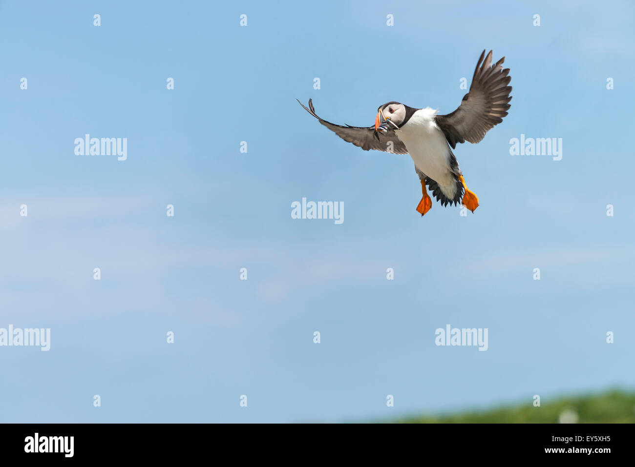 Atlantic Puffins flying - British Isles Stock Photo - Alamy