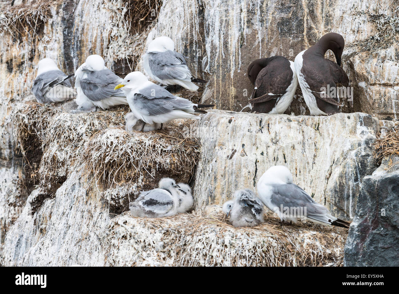 Kittiwakes at nest and Guillemots on cliff - British Isles Stock Photo ...