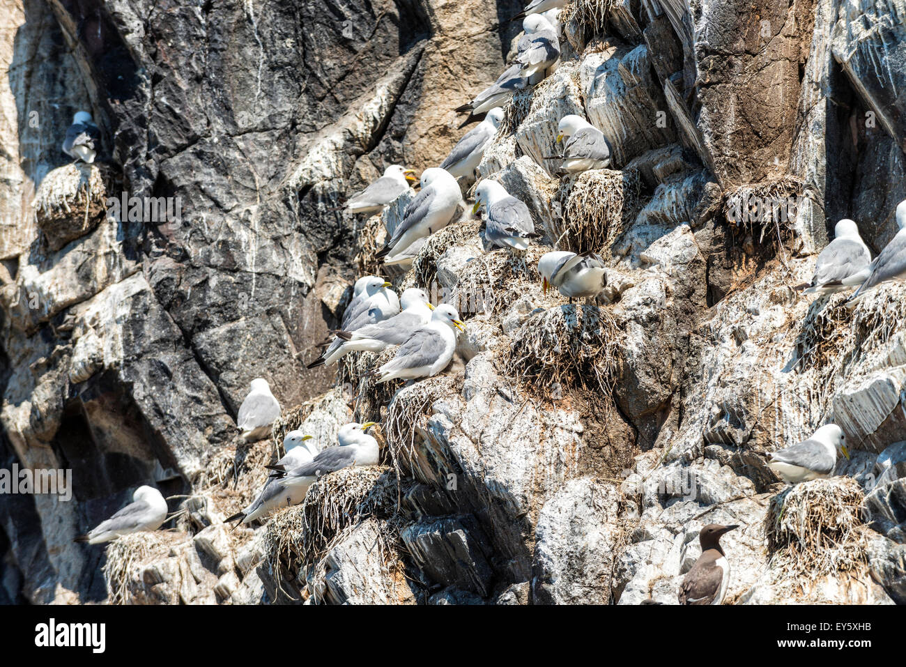 Kittiwakes at nest on cliff - British Isles Stock Photo - Alamy