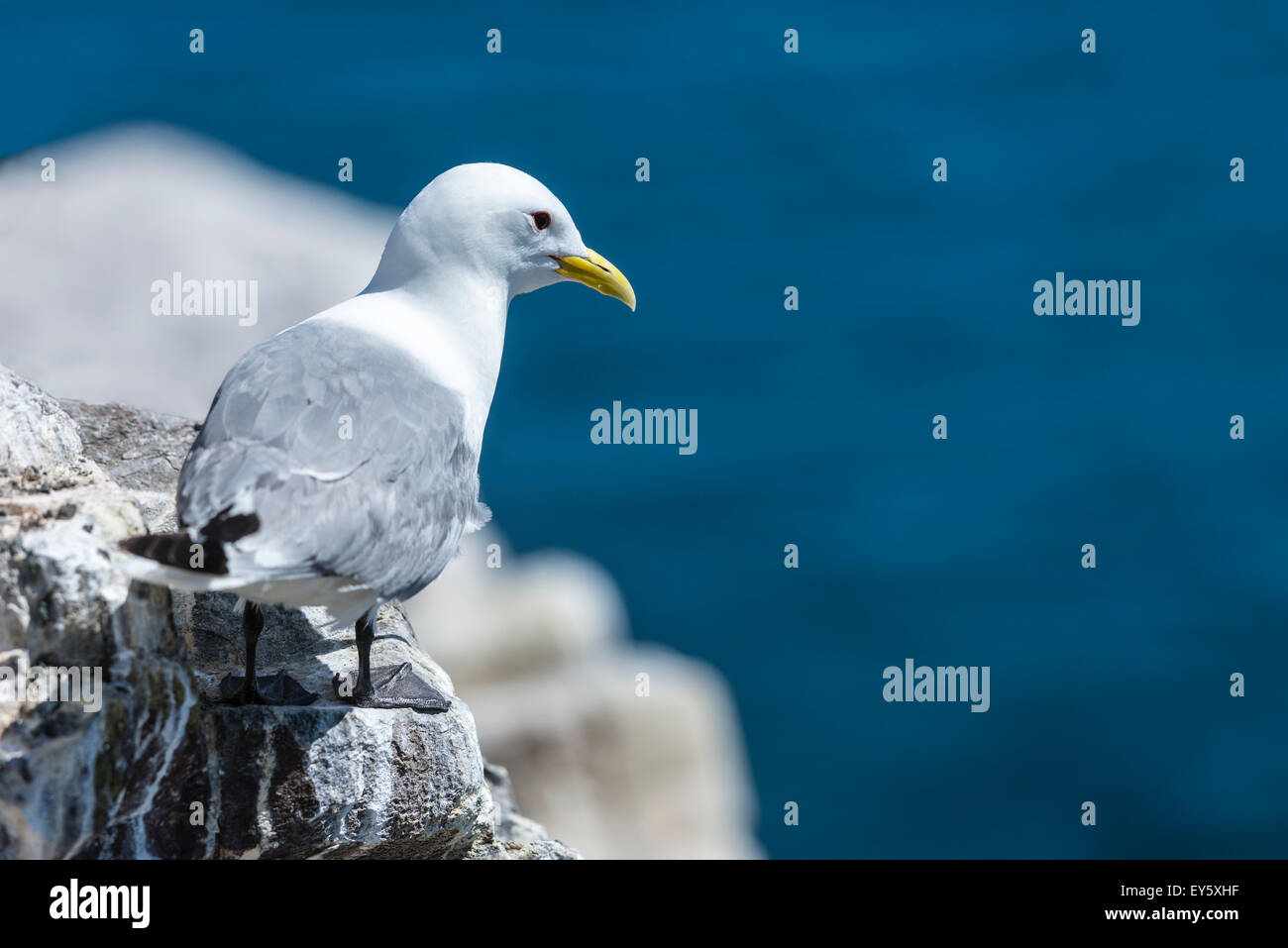 Kittiwake on cliff - British Isles Stock Photo - Alamy