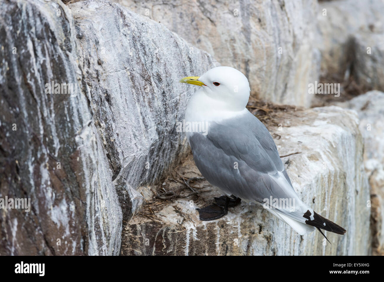 Kittiwake on cliff - British Isles Stock Photo - Alamy