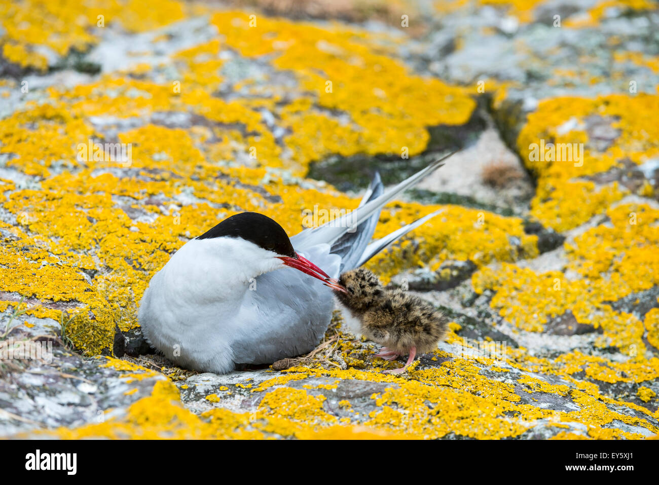 Rock chick hi-res stock photography and images - Alamy