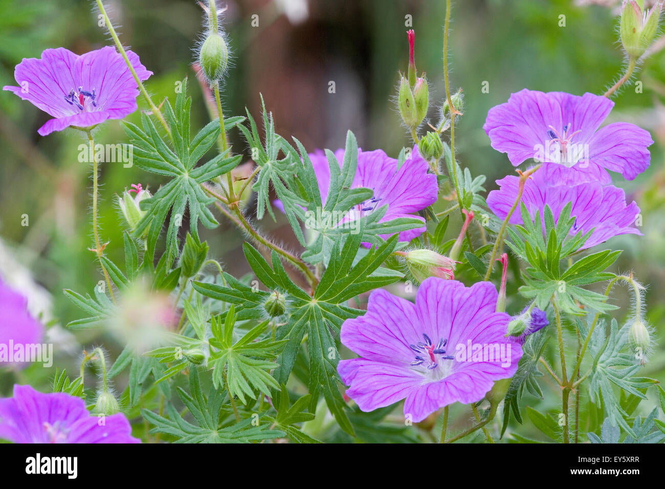 Bloody Geranium flowers - Alsace France Stock Photo - Alamy