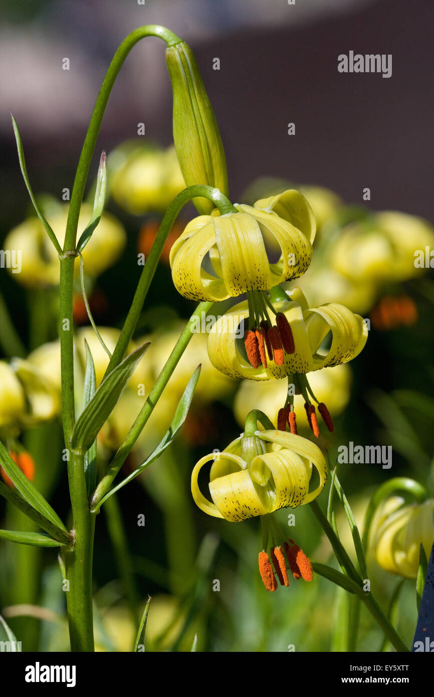 Straw-coloured turk's cap flowers - France Stock Photo - Alamy