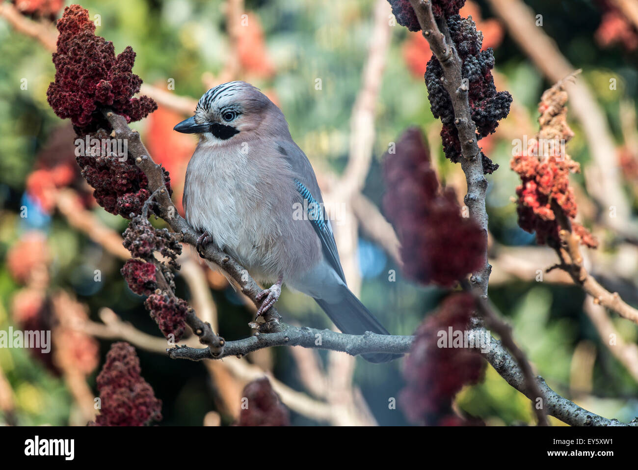 Jay on a branch - France Stock Photo - Alamy