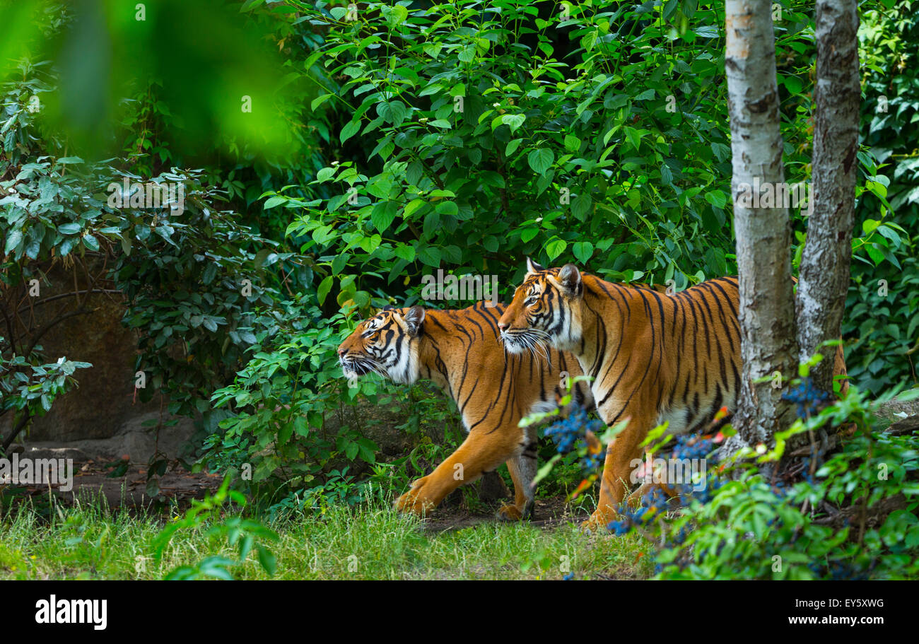 Indochinese Tigers walking - Zoo Berlin Germany Stock Photo - Alamy