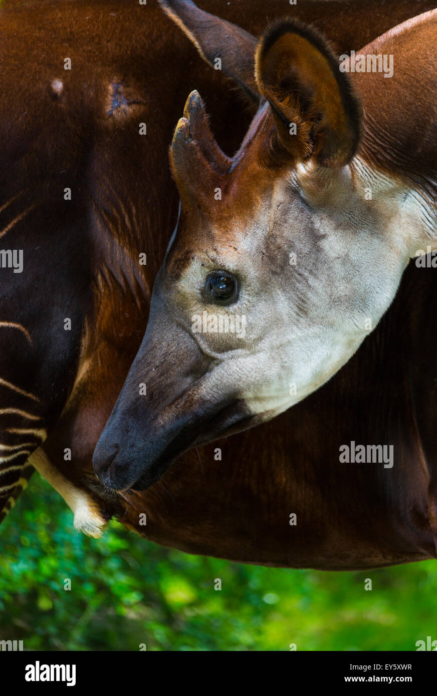 Okapi grooming - Zoo Berlin Germany Stock Photo - Alamy