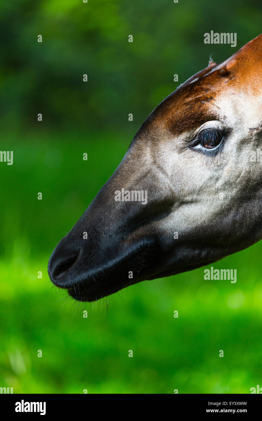 Portrait of Okapi - Zoo Berlin Germany Stock Photo - Alamy